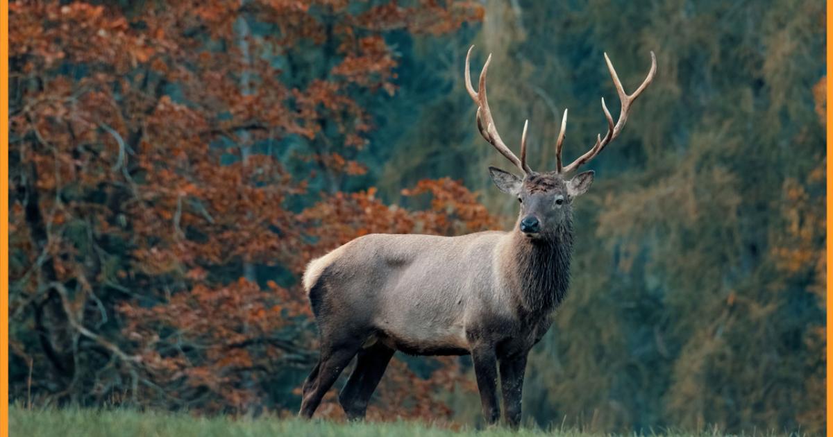 Roadtrip à la découverte du brame du cerf | Boukè - Le média made in ...